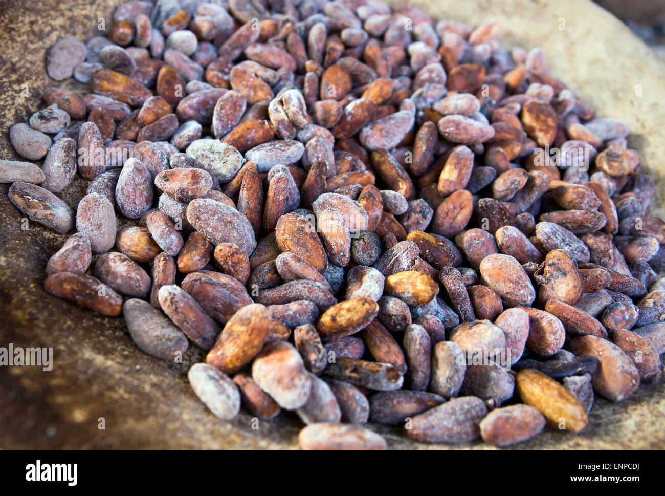 Dominican republic cacao hi-res stock photography and images - Alamy