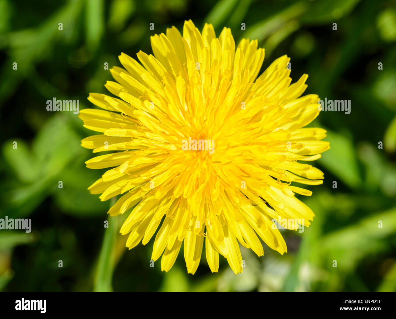 Taraxacum officinale common dandelion hi-res stock photography and ...
