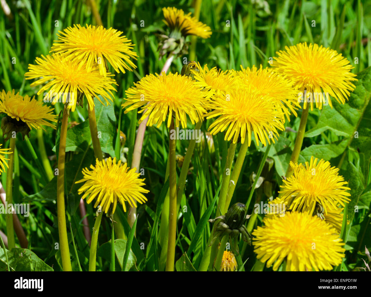 Common yellow dandelions (Taraxacum officinale) growing in early Summer ...