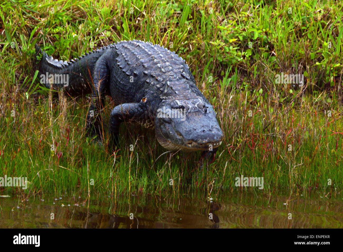Alligator at Florida swamp Stock Photo - Alamy