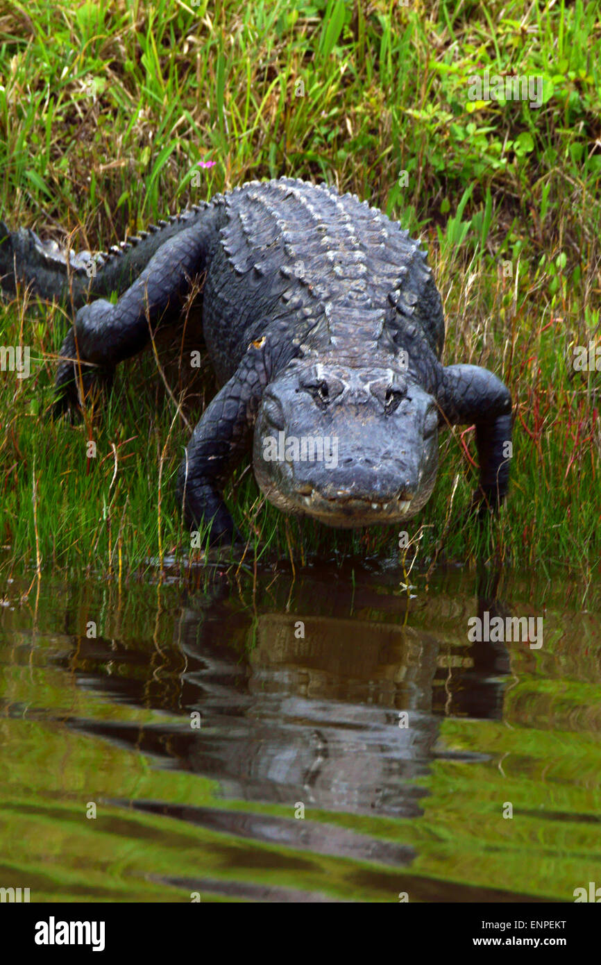 Alligator at swamp Stock Photo - Alamy