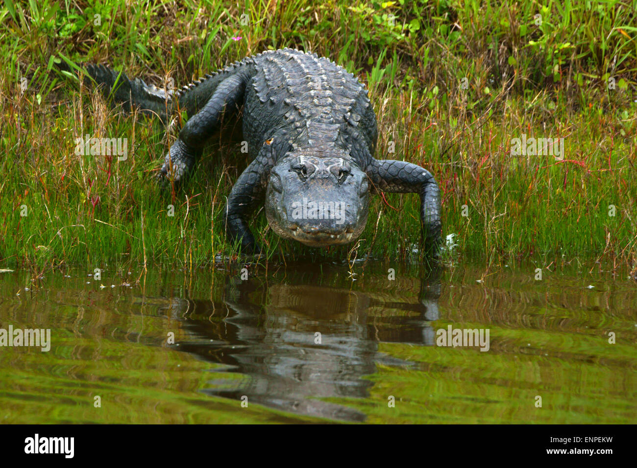 Alligator at swamp in Florida Stock Photo - Alamy
