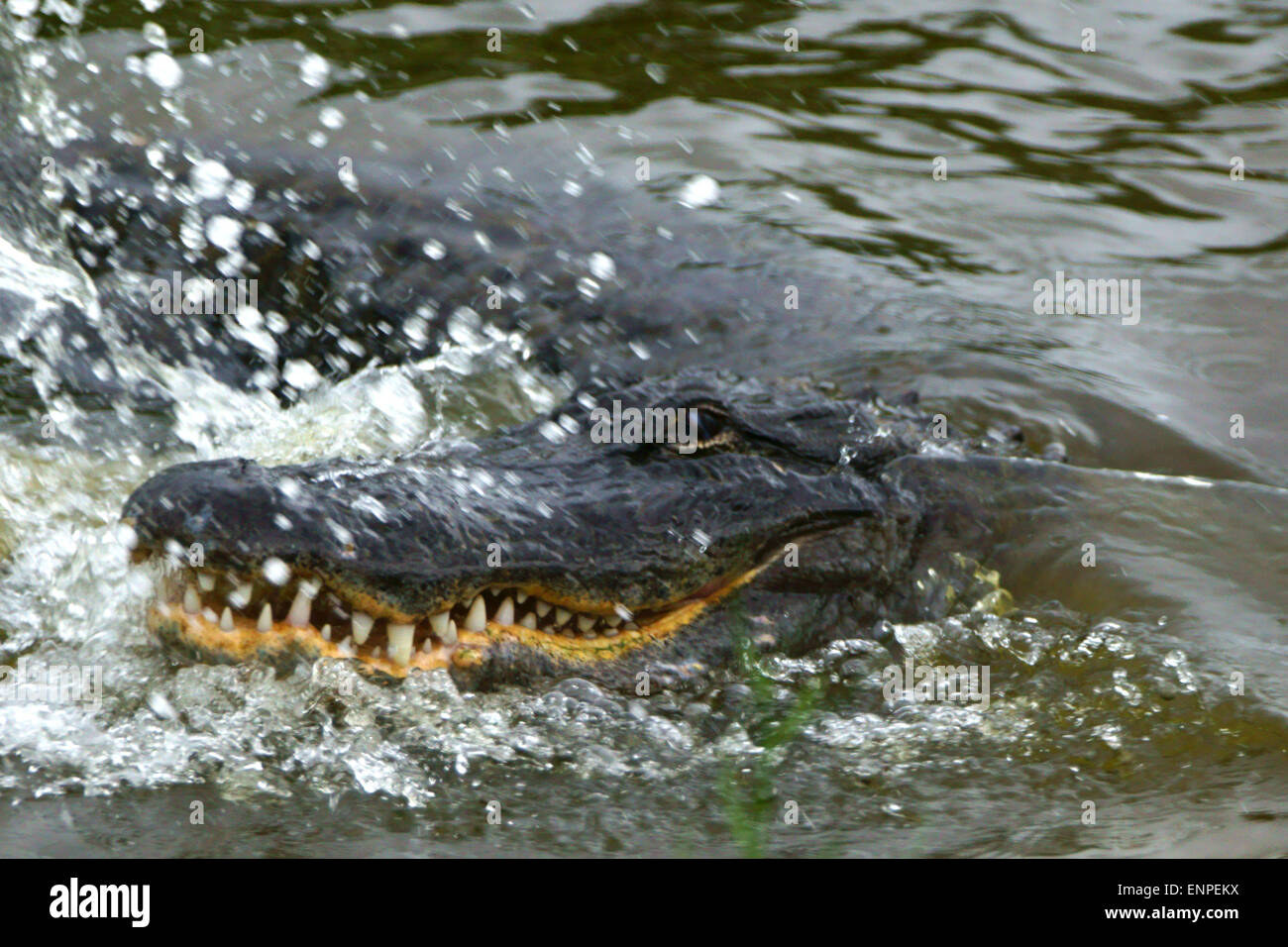 Alligator at Florida swamp Stock Photo - Alamy