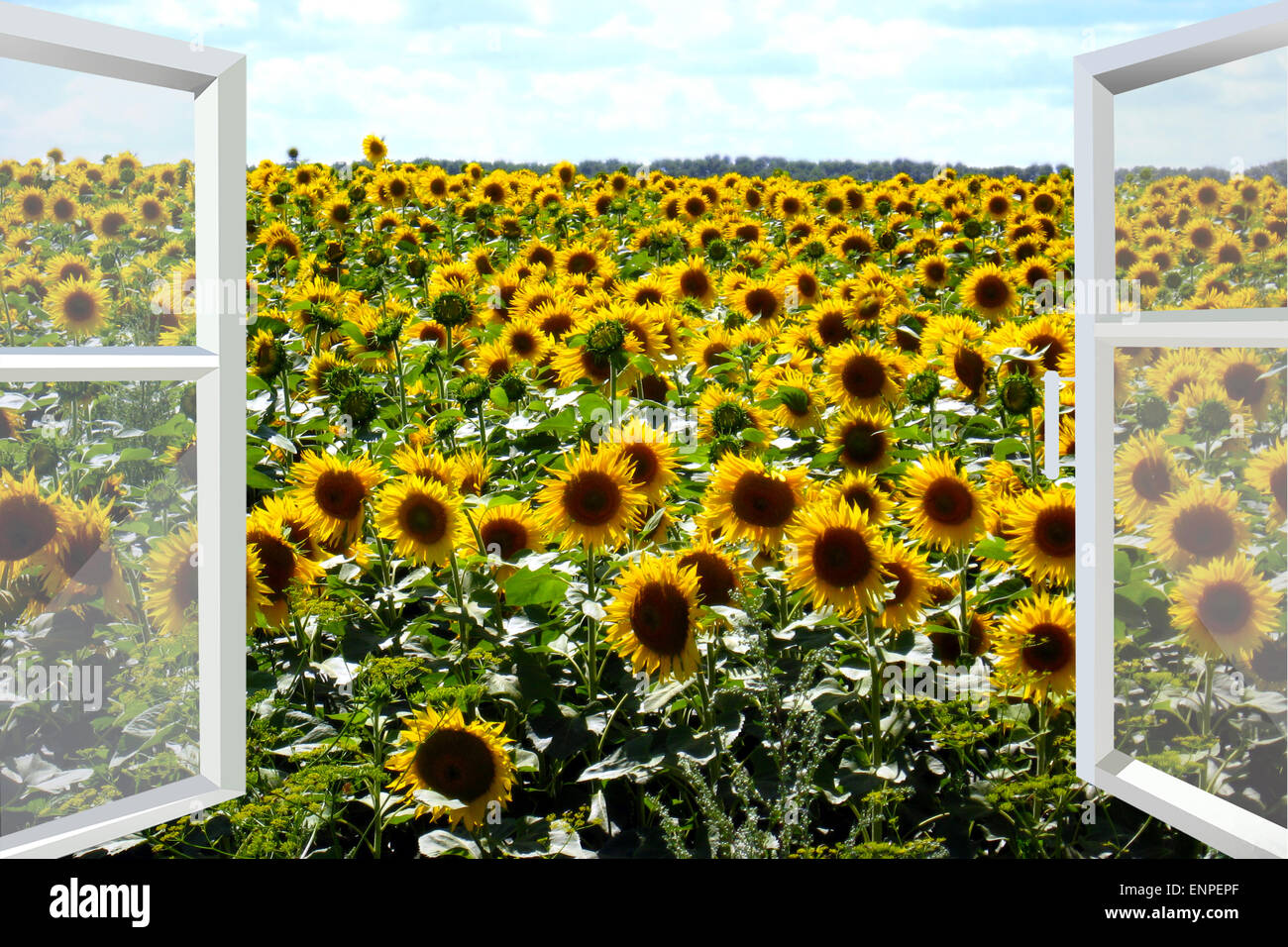 window in the field with yellow sunflowers Stock Photo - Alamy