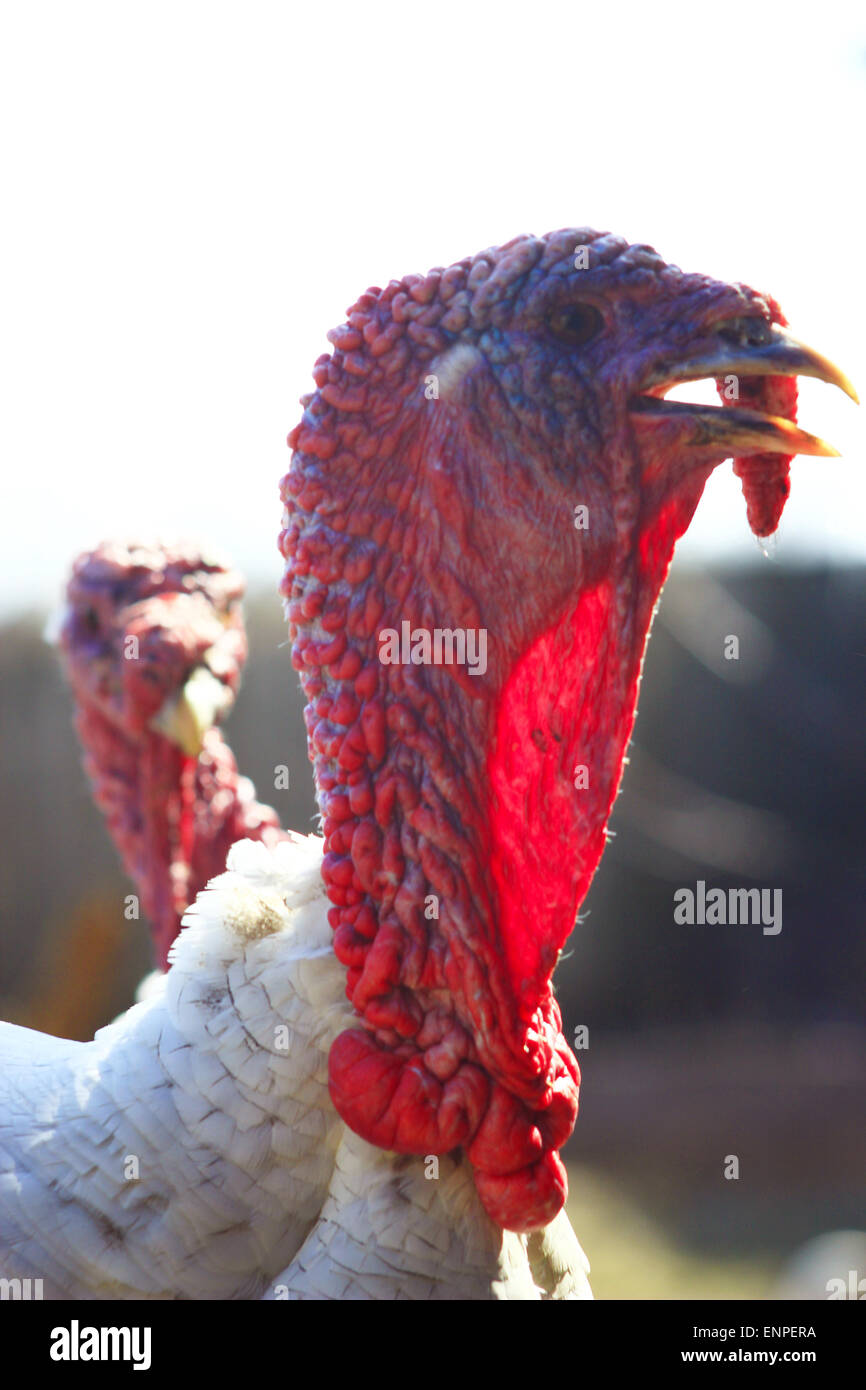 Turkey suspended red nose big hi-res stock photography and images - Alamy