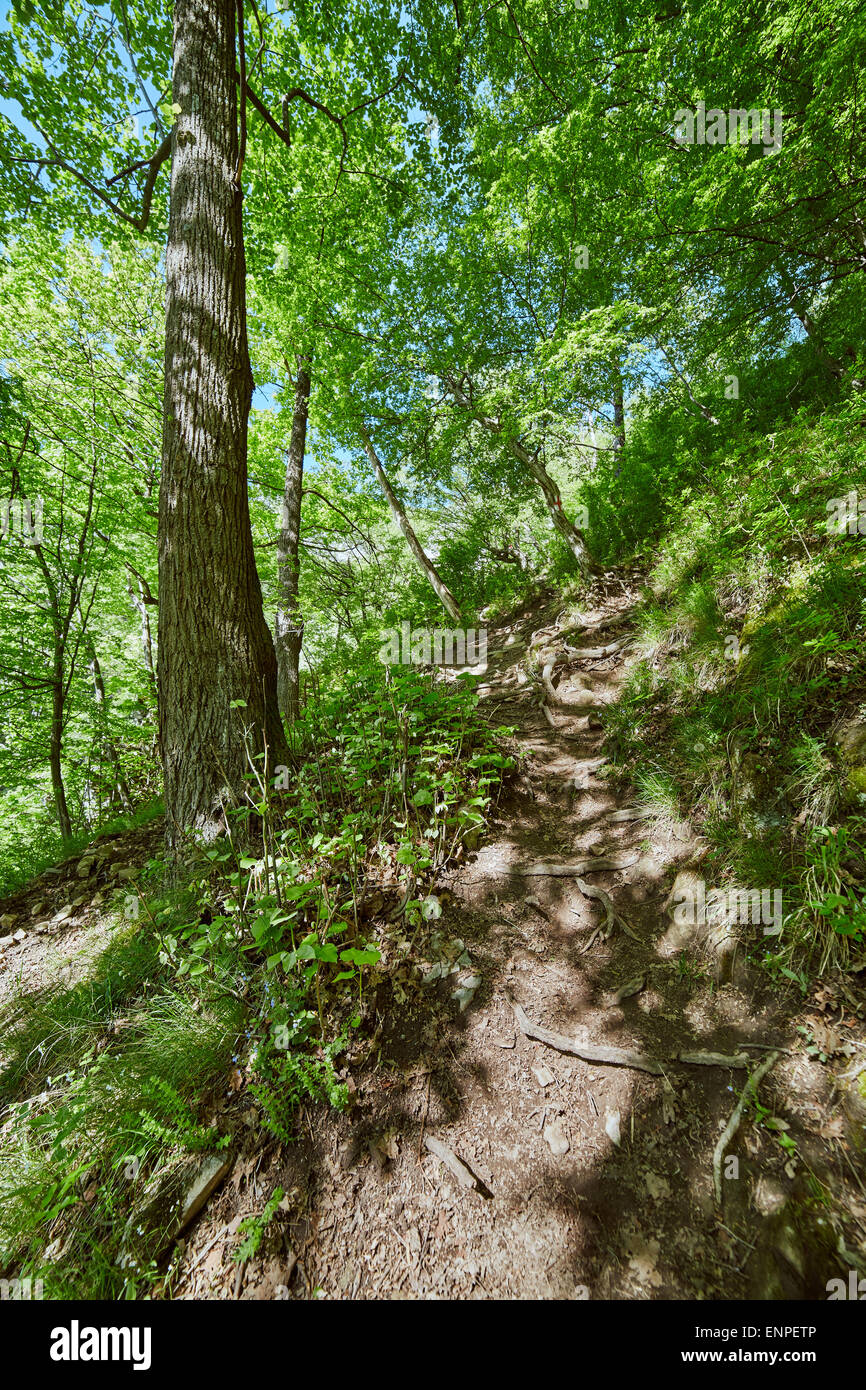 Beautiful landscape with marked trail on a mountain forest in a sunny ...