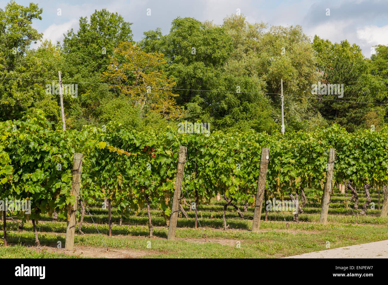 Side view of green grape vine plantations during the day Stock Photo ...
