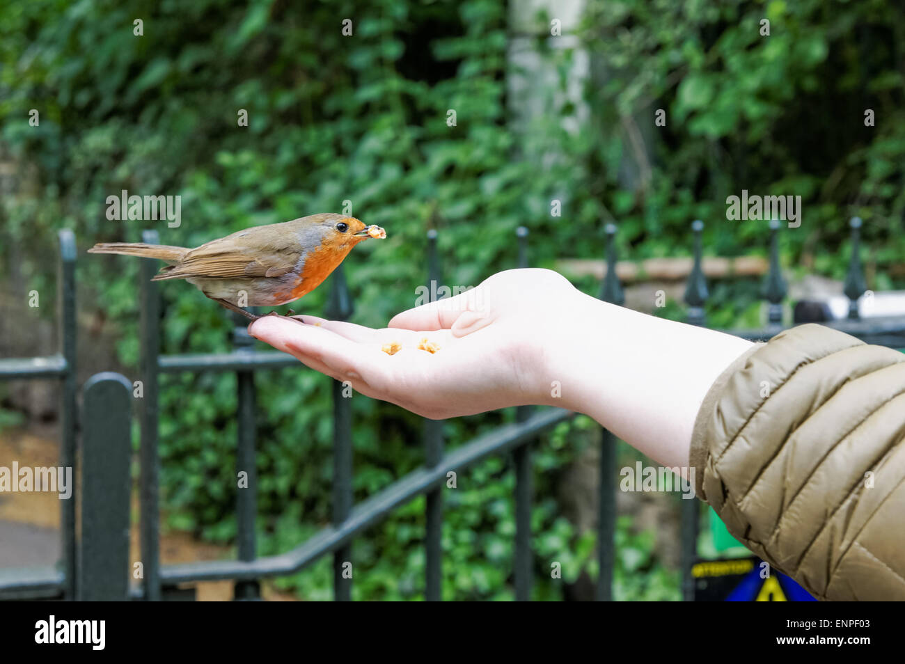 The European robin feeding from hand in St. James's Park, London ...
