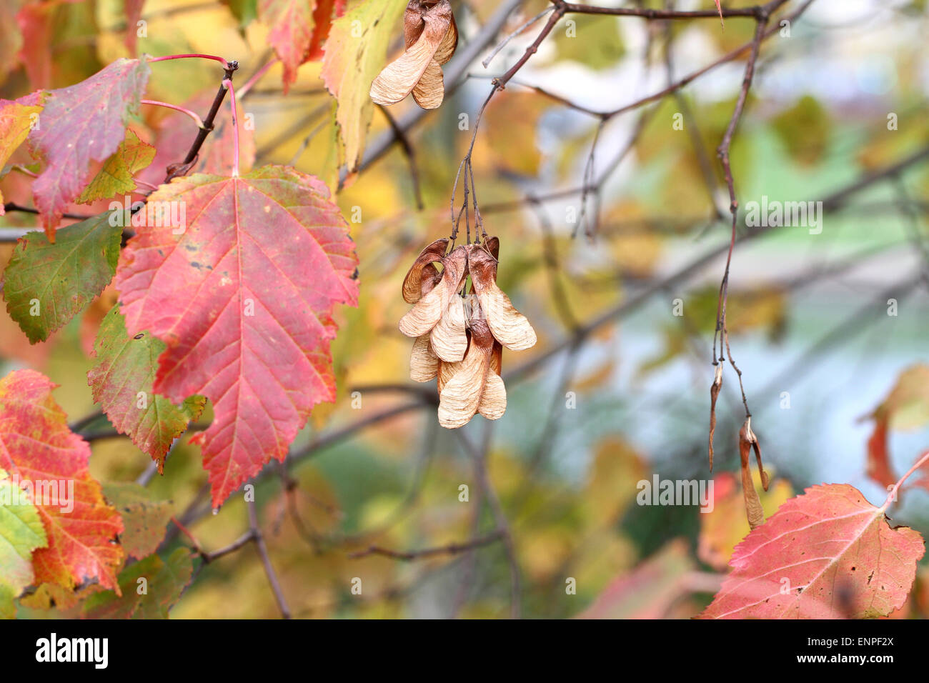 Amur Maple High Resolution Stock Photography and Images - Alamy