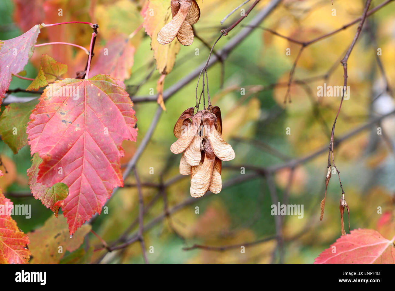 Amur maple hi-res stock photography and images - Alamy