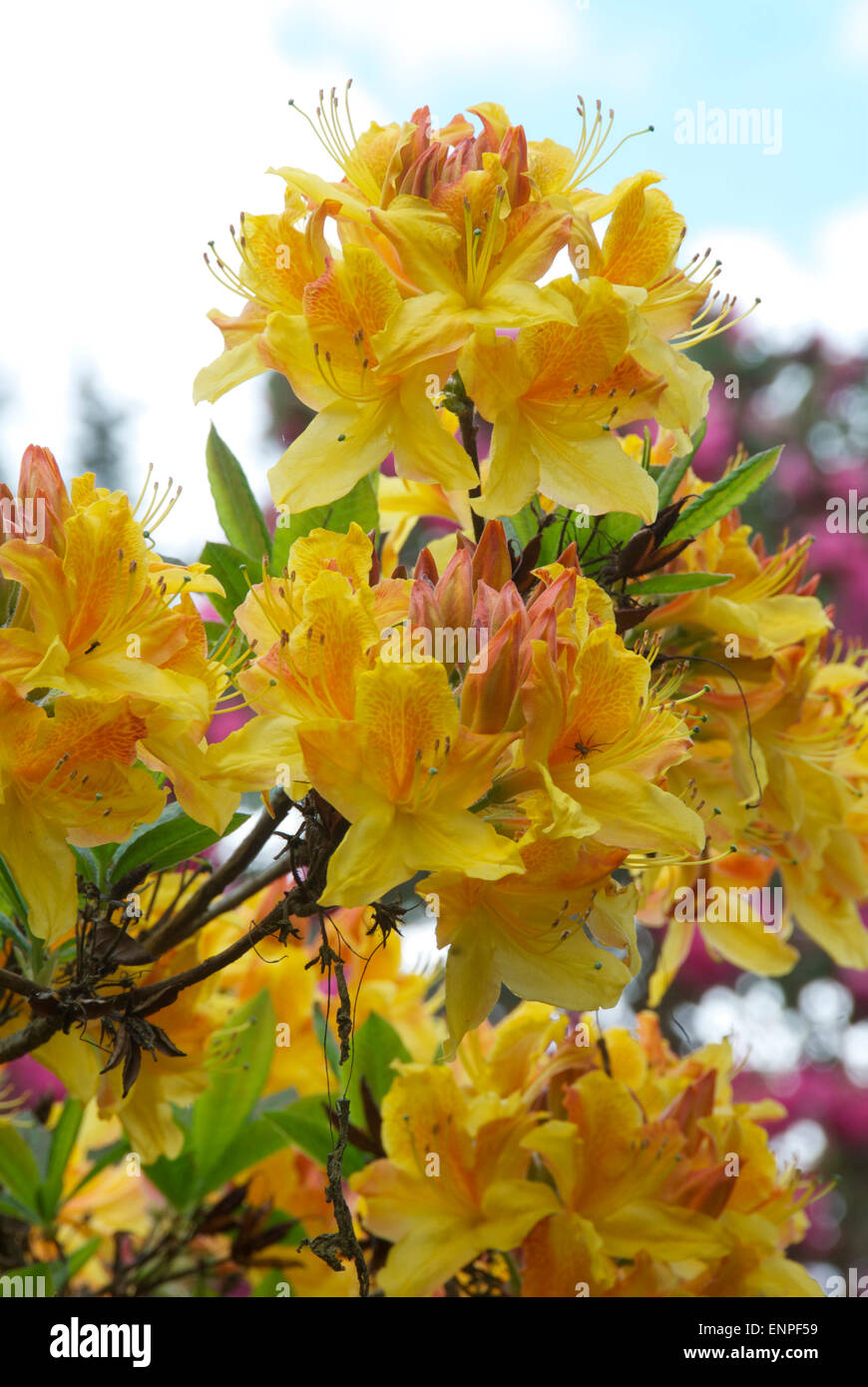 yellow azaleas at Langley Country Park, Buckinghamshire Stock Photo - Alamy