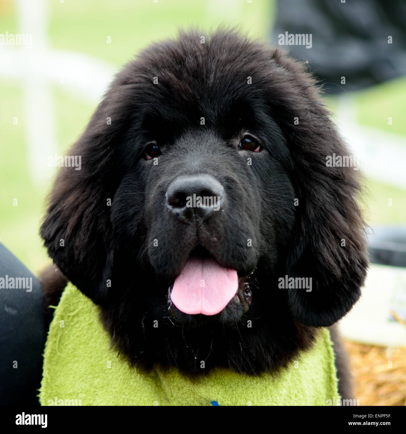 Newfoundland dog portrait hi-res stock photography and images - Alamy