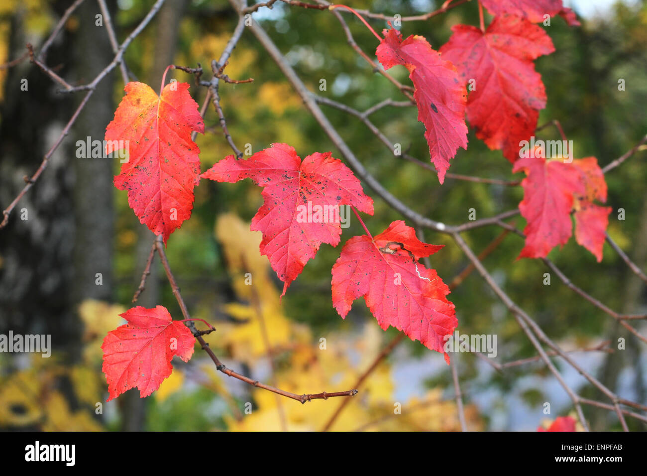 Amur maple hi-res stock photography and images - Alamy