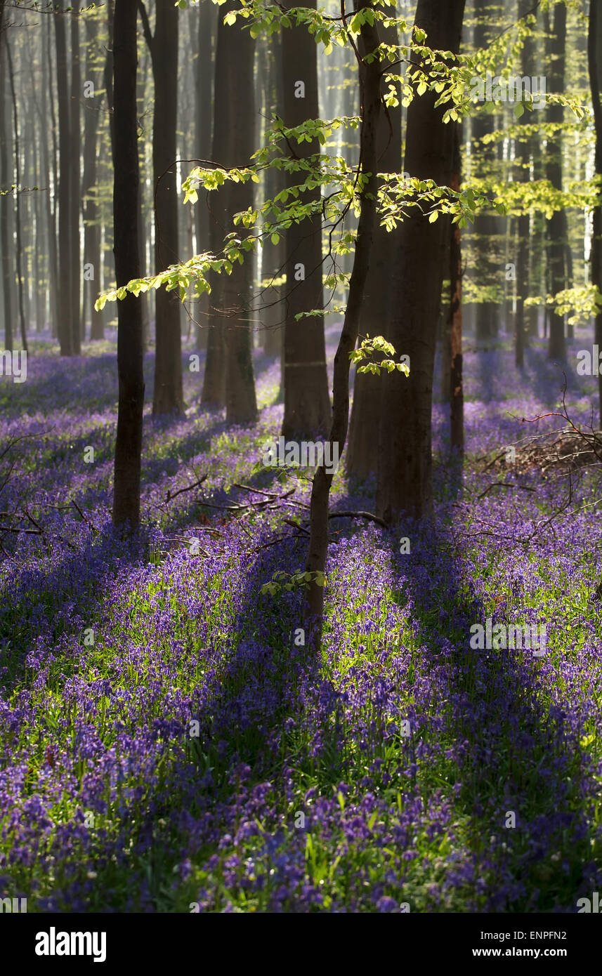 sunlight in spring forest with flowering blue hyacinth, Hallerbos Stock ...