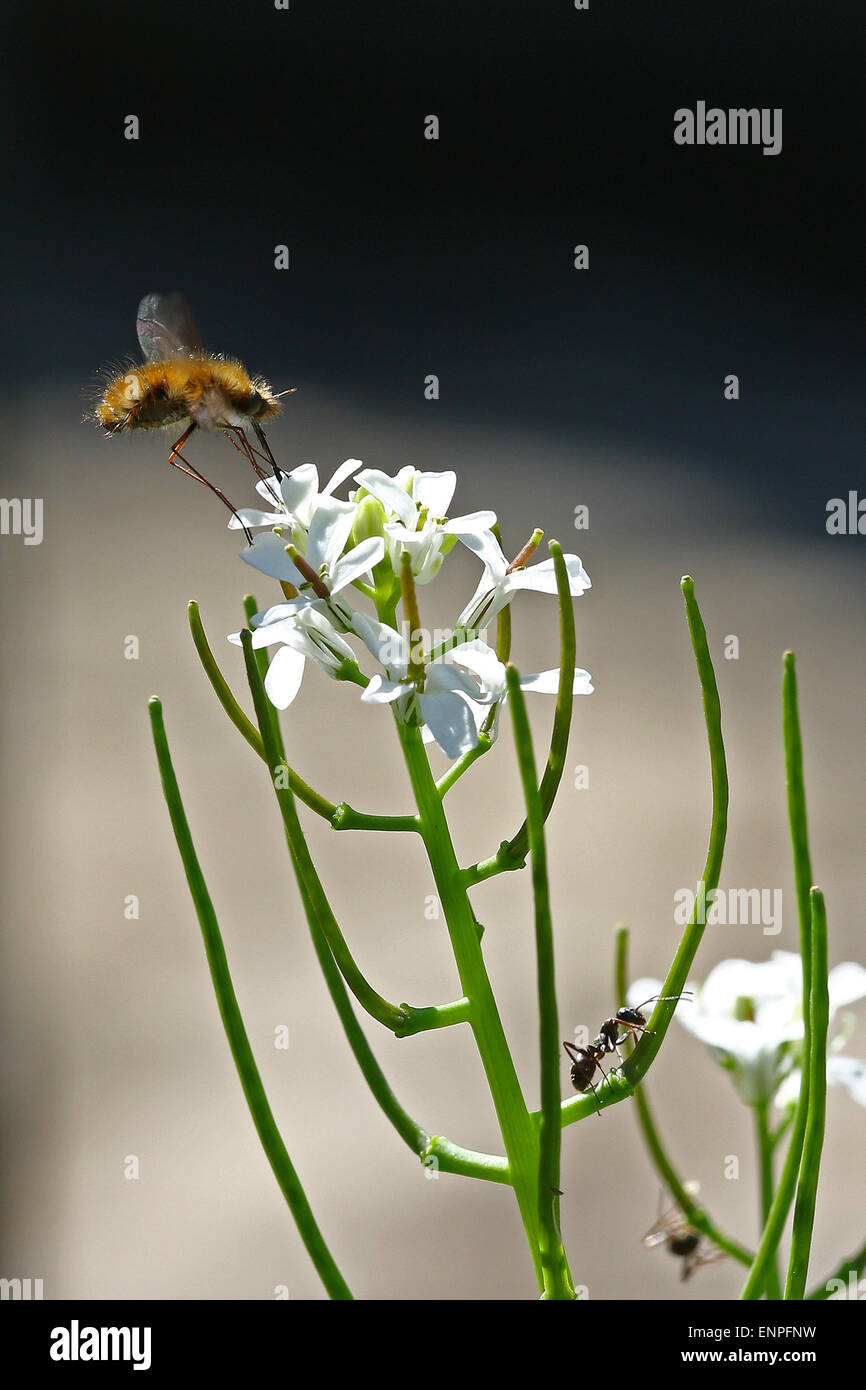 Hummingbird moth feeding on white flowers with ants Stock Photo - Alamy