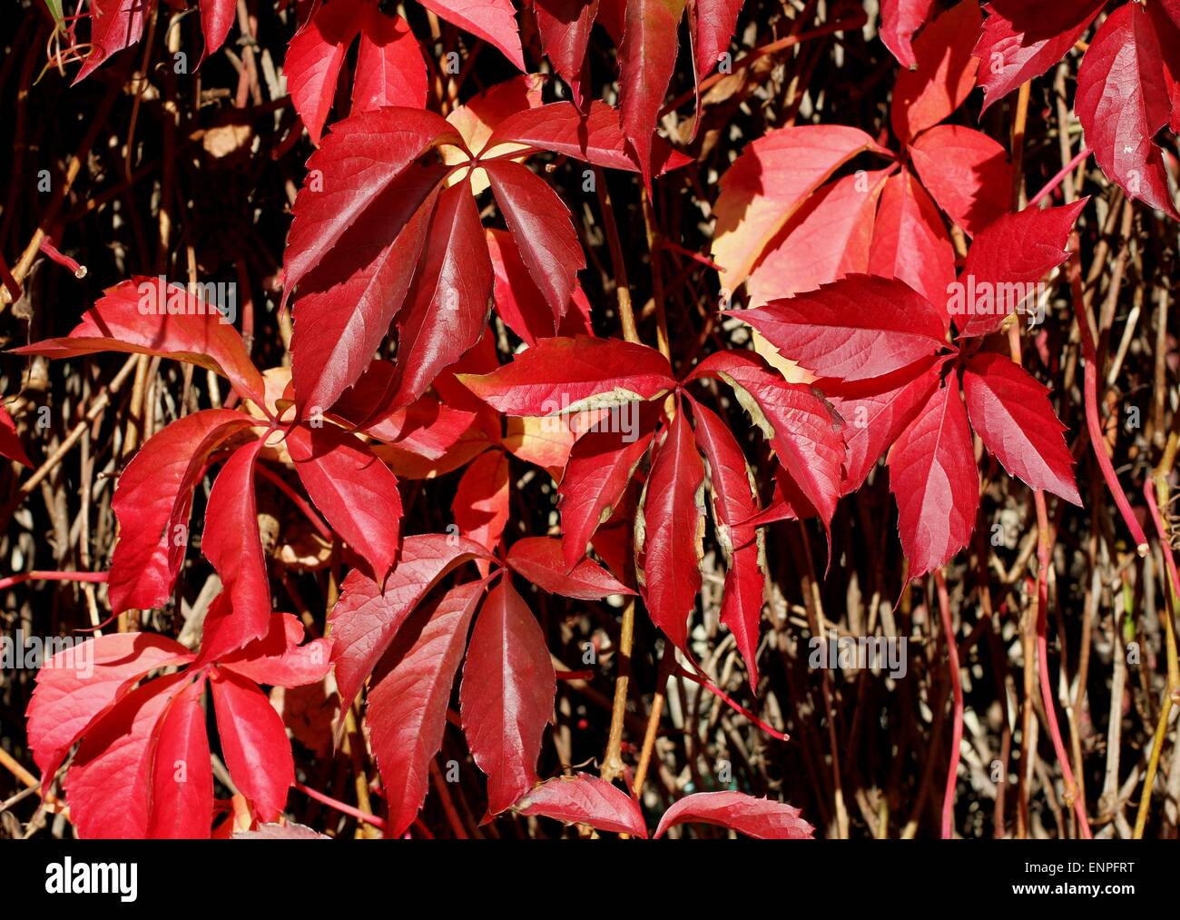 Virginia creeper red leaf hi-res stock photography and images - Alamy
