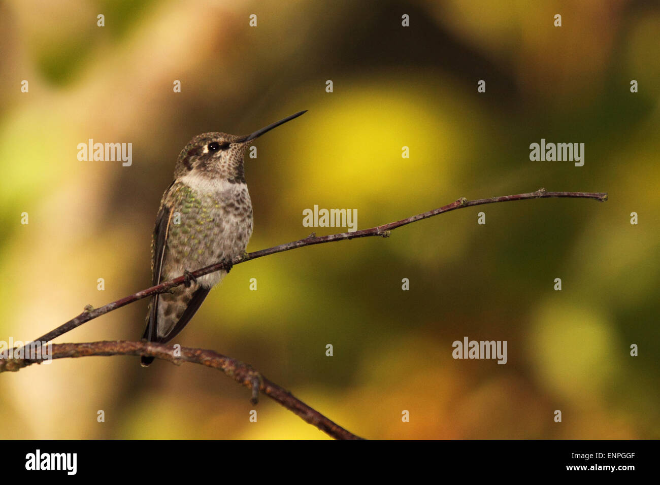 Female anna hummingbird hi-res stock photography and images - Alamy