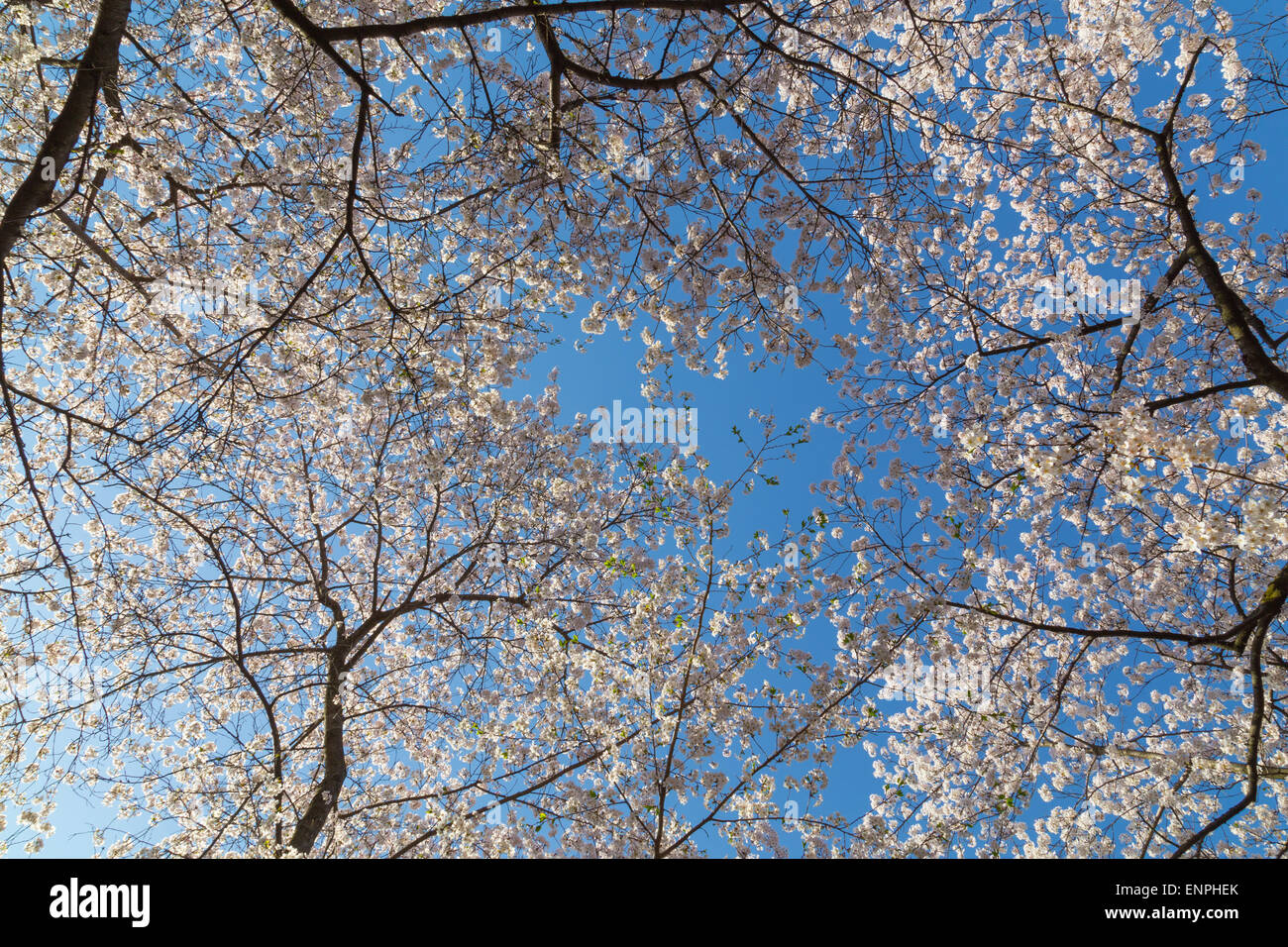 Canopy tree flower hi-res stock photography and images - Alamy