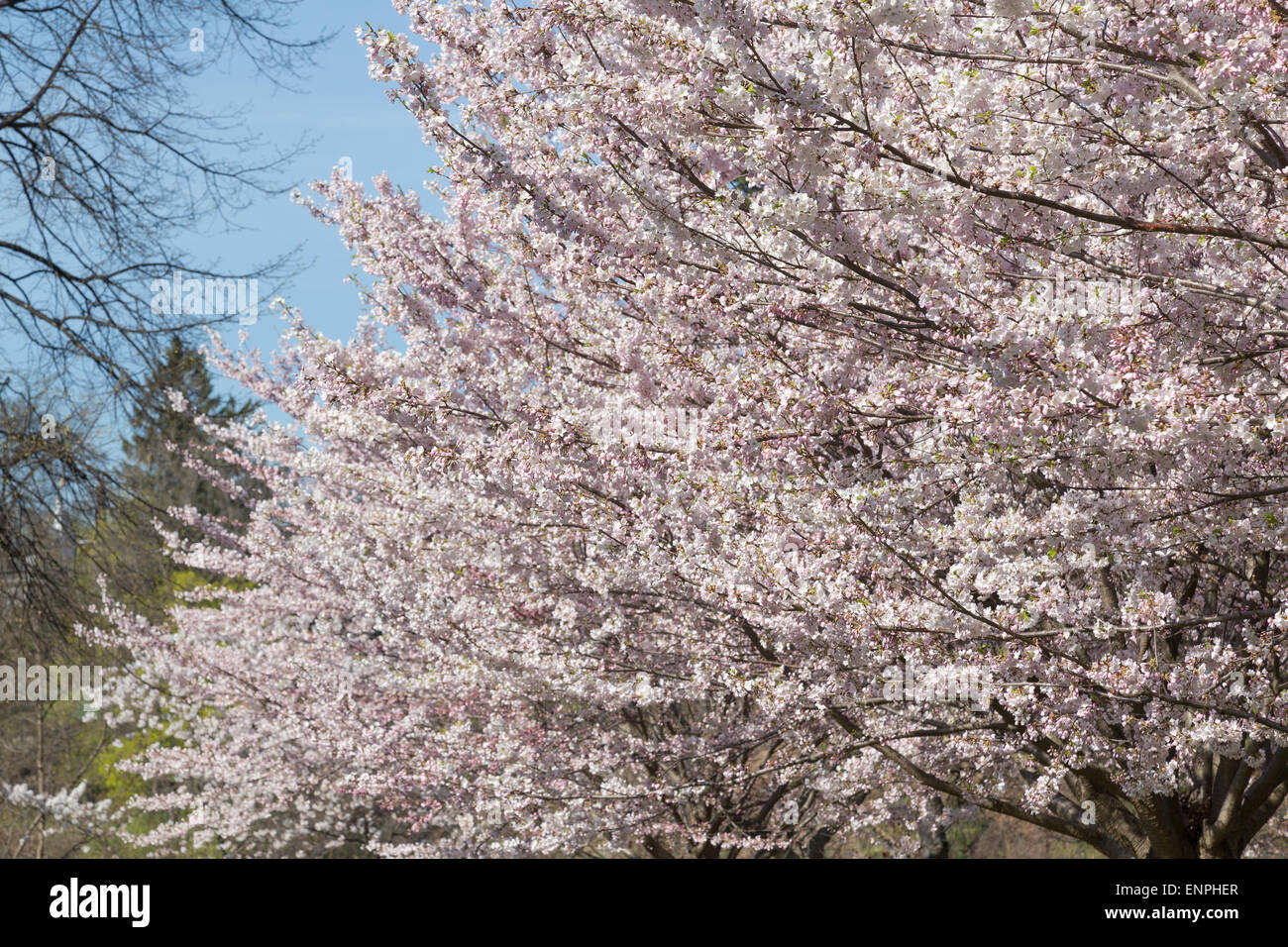 Cherry Blossom Sakura trees backdrop Stock Photo - Alamy