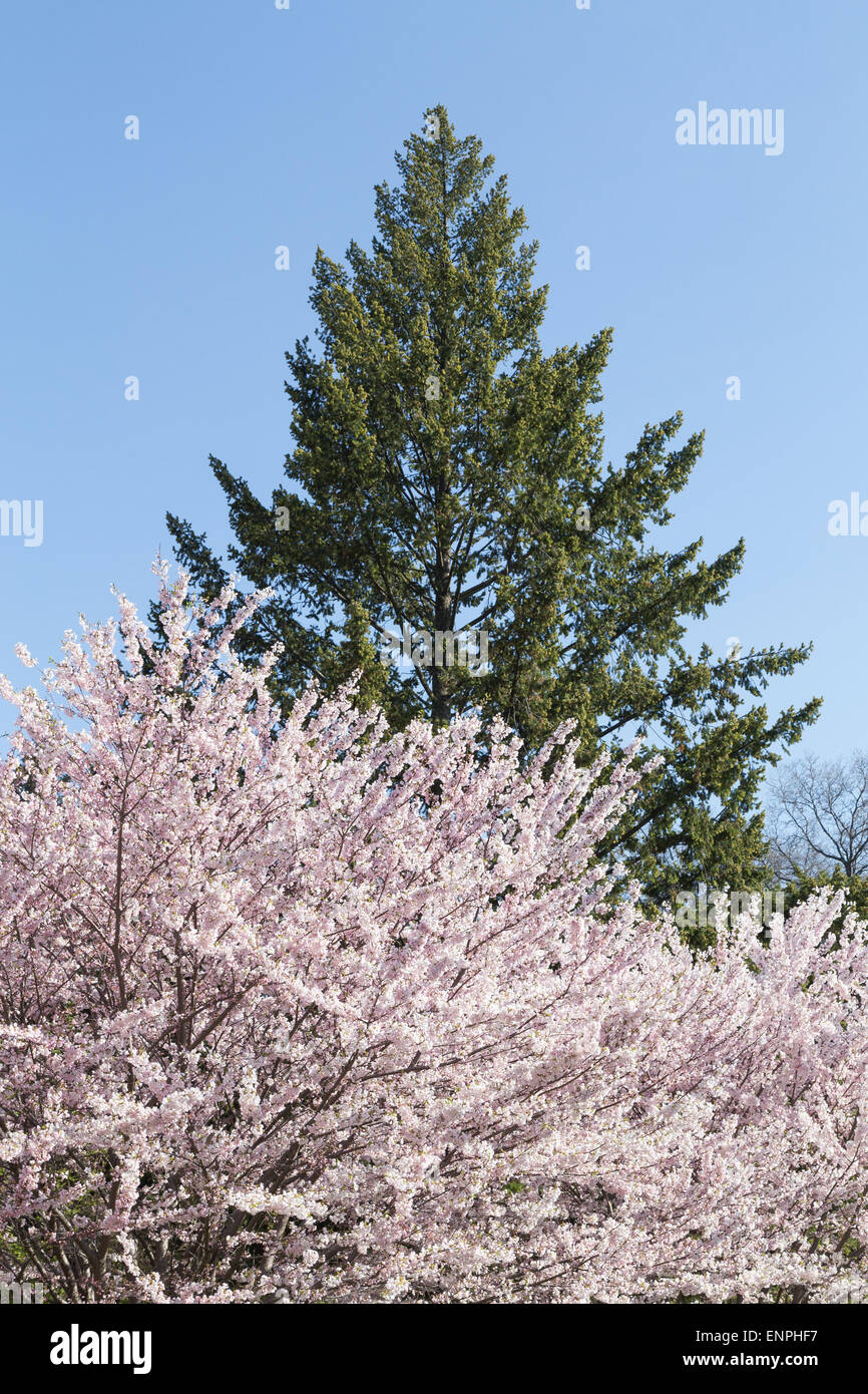 A Cherry Blossom Sakura tree with a green tree in the background Stock ...