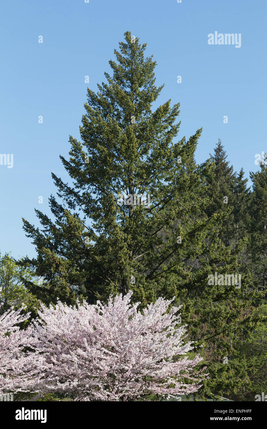 A Cherry Blossom Sakura tree with a green tree in the background Stock ...