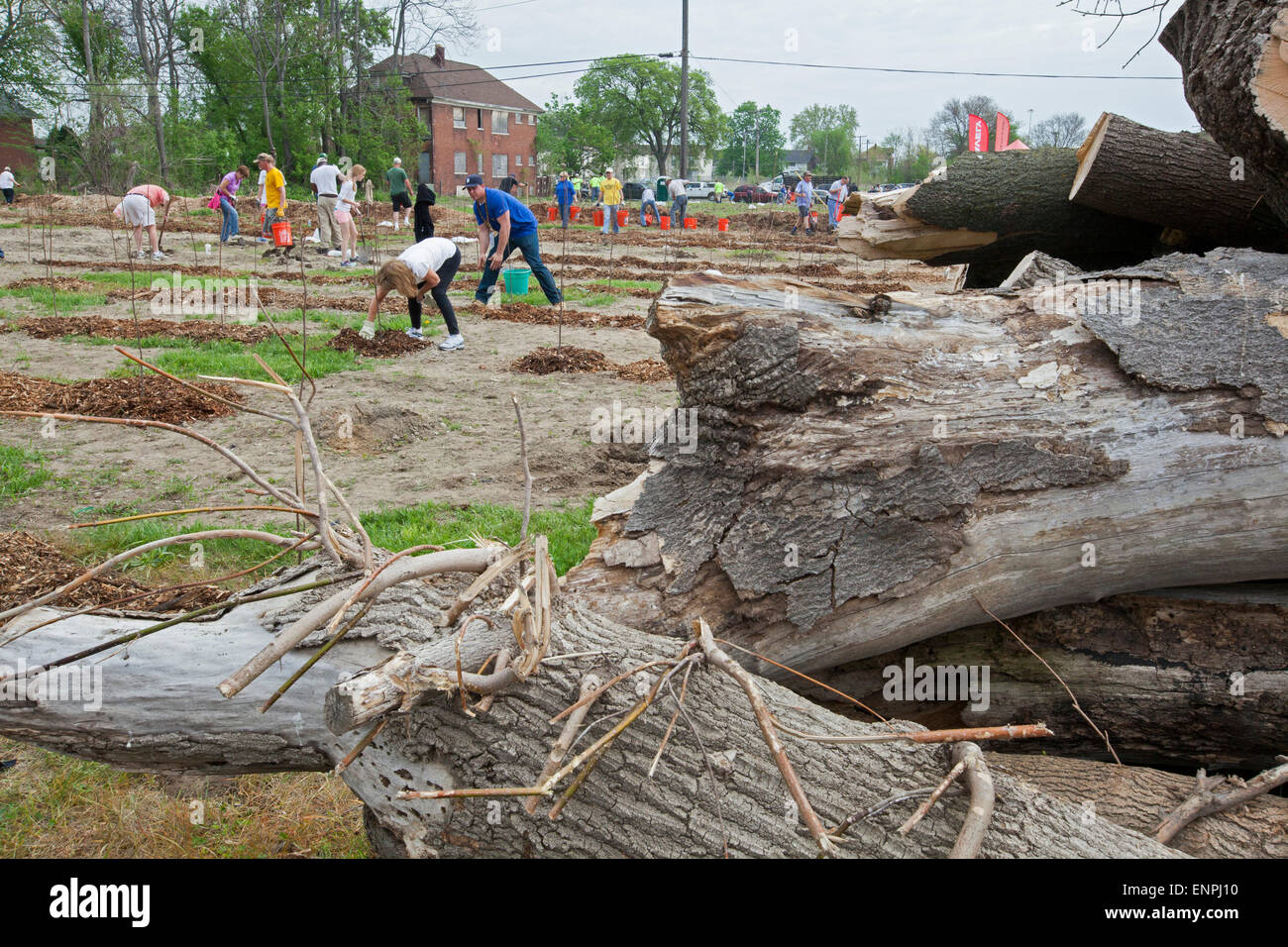 Detroit, Michigan USA - Volunteers plant 5,000 tulip poplar trees, part ...