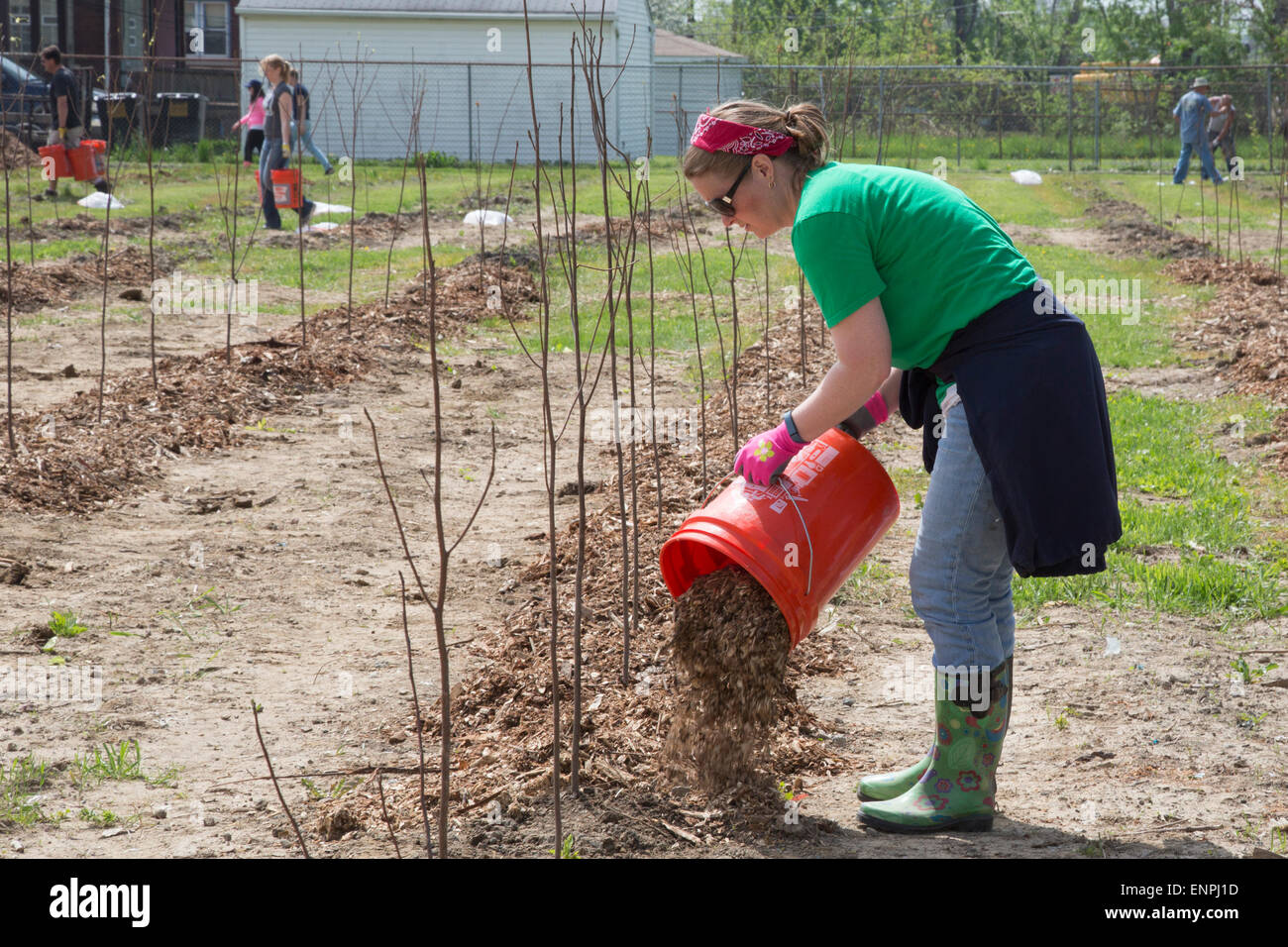 Detroit, Michigan USA - Volunteers plant 5,000 tulip poplar trees, part ...