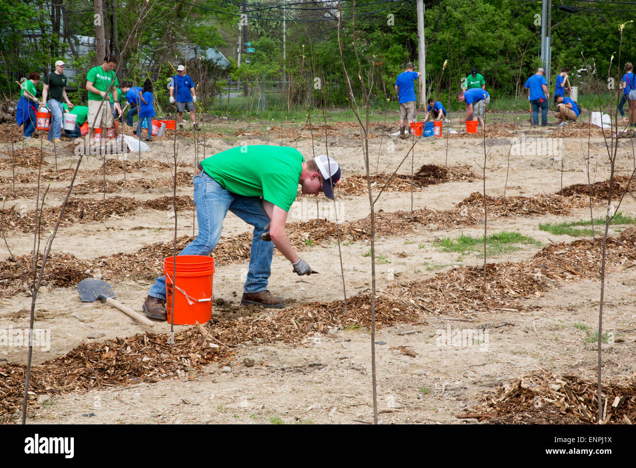 Detroit, Michigan USA - Volunteers plant 5,000 tulip poplar trees, part ...