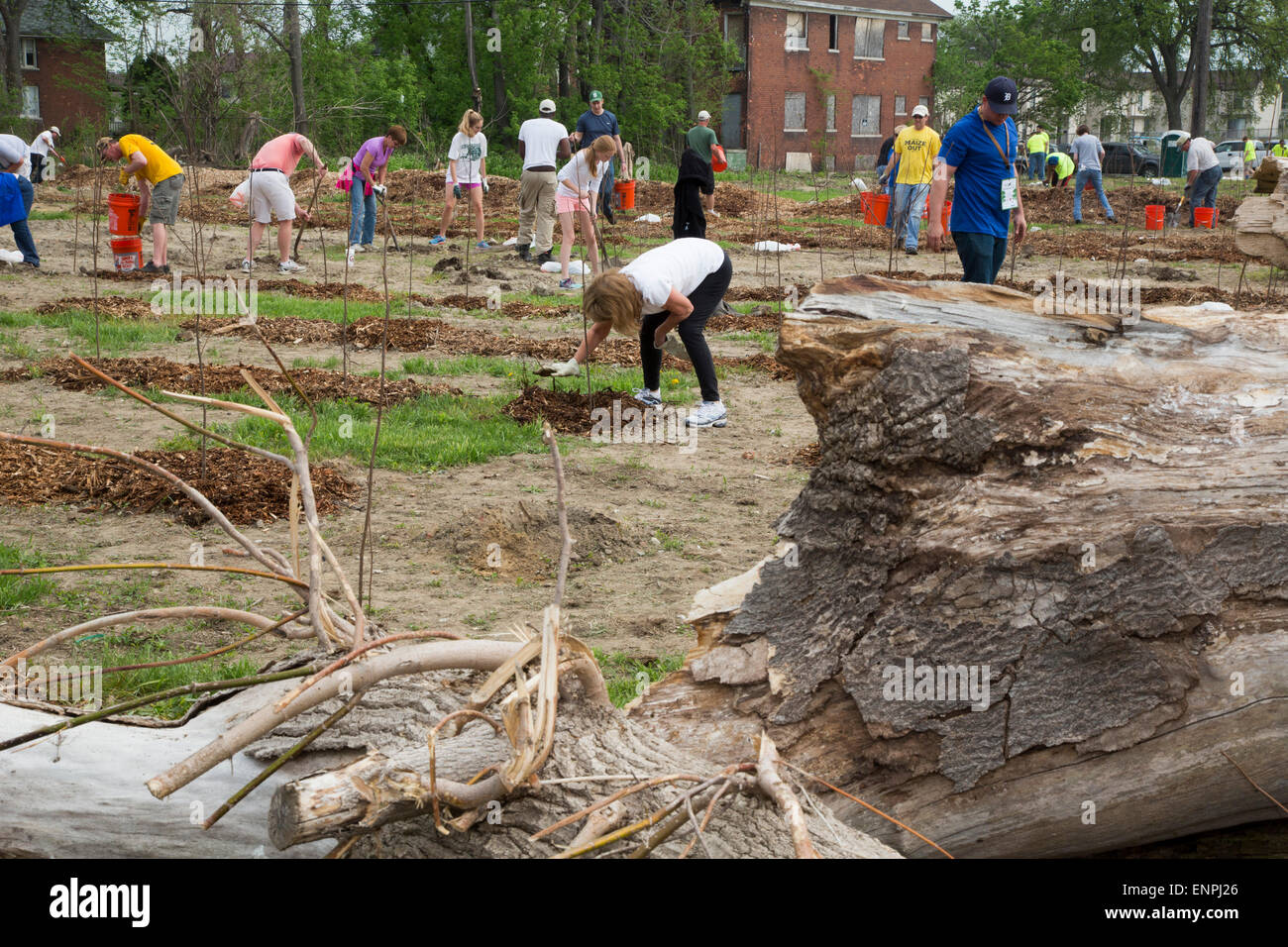 Detroit, Michigan USA - Volunteers plant 5,000 tulip poplar trees, part ...