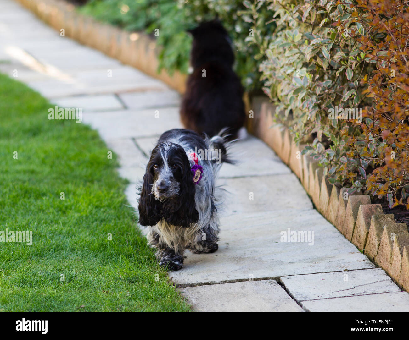 A blue roan cocker spaniel showing her beautiful long ears Stock Photo ...