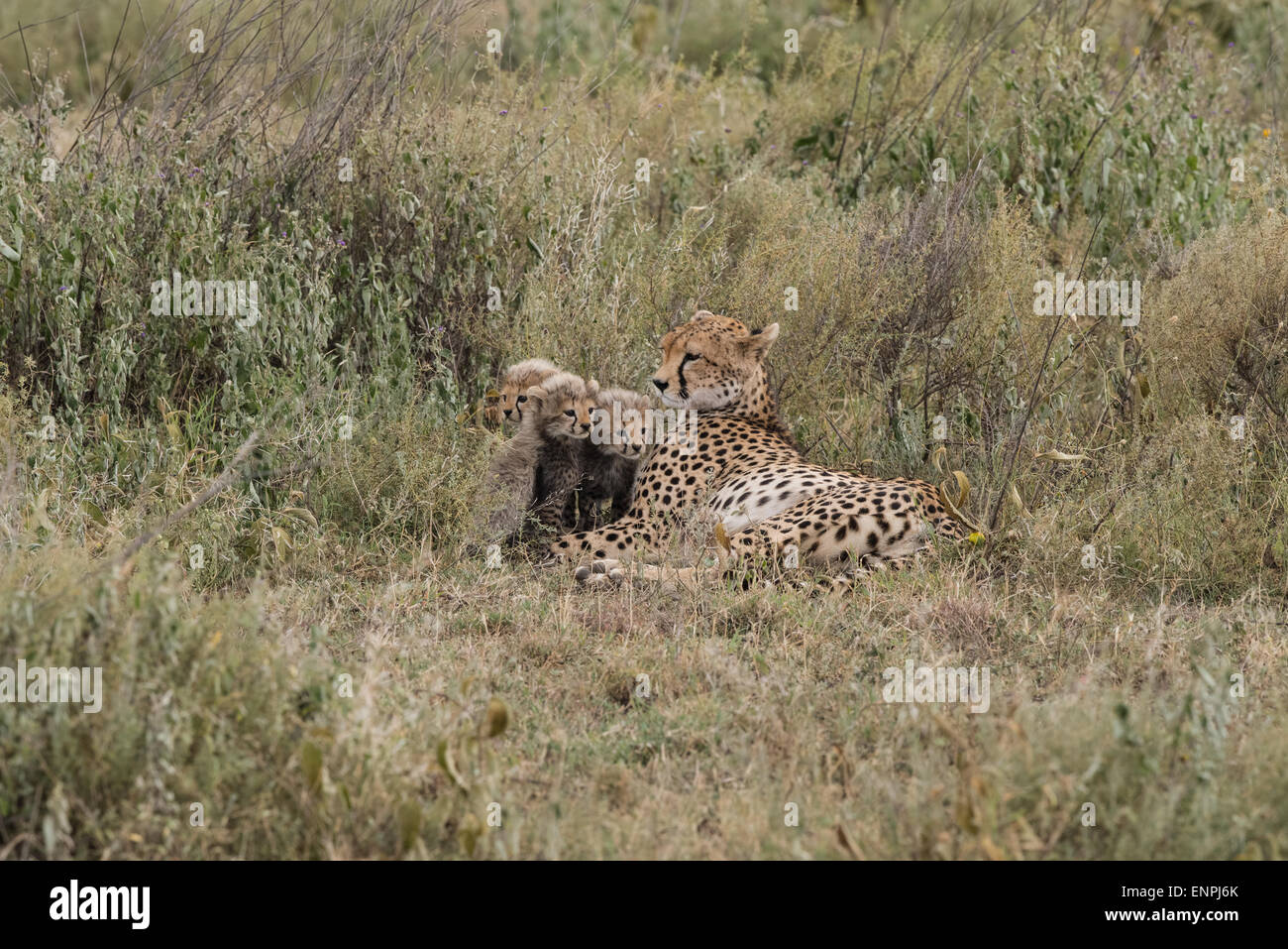 Baby cheetah and mom hi-res stock photography and images - Alamy