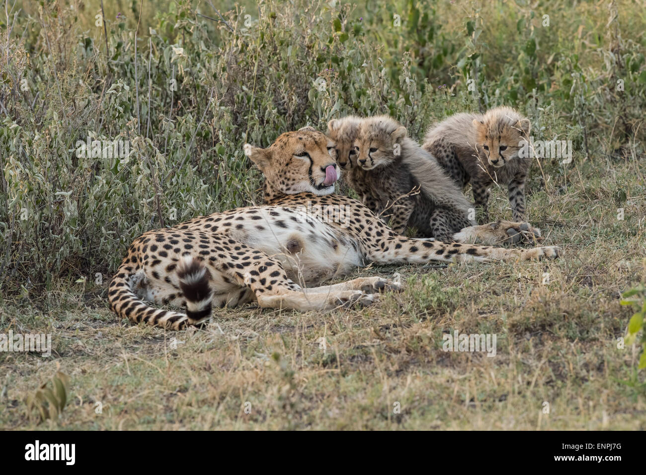 Cheetah cub with mother hi-res stock photography and images - Alamy