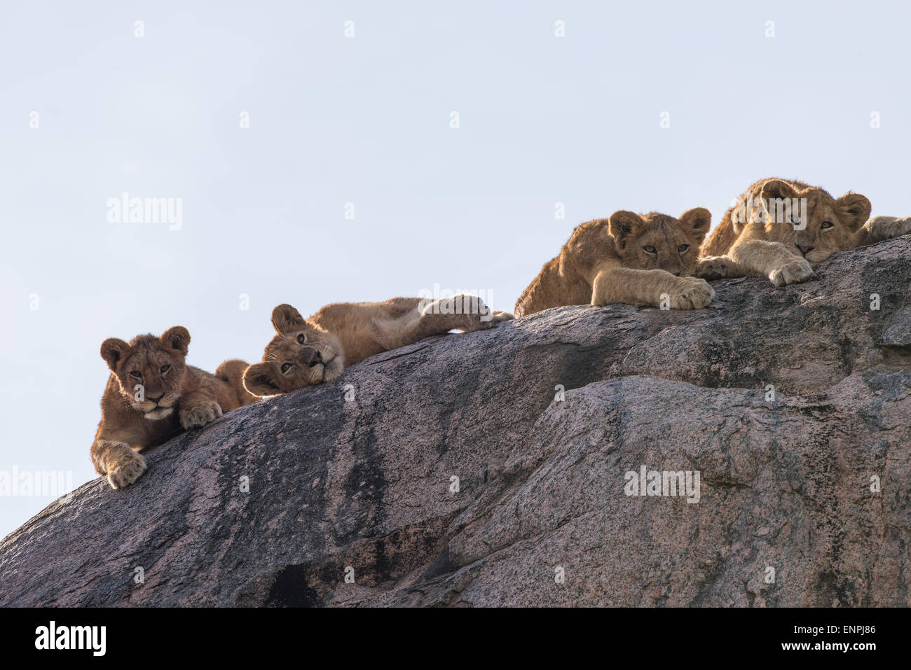 African lions cubs hi-res stock photography and images - Alamy