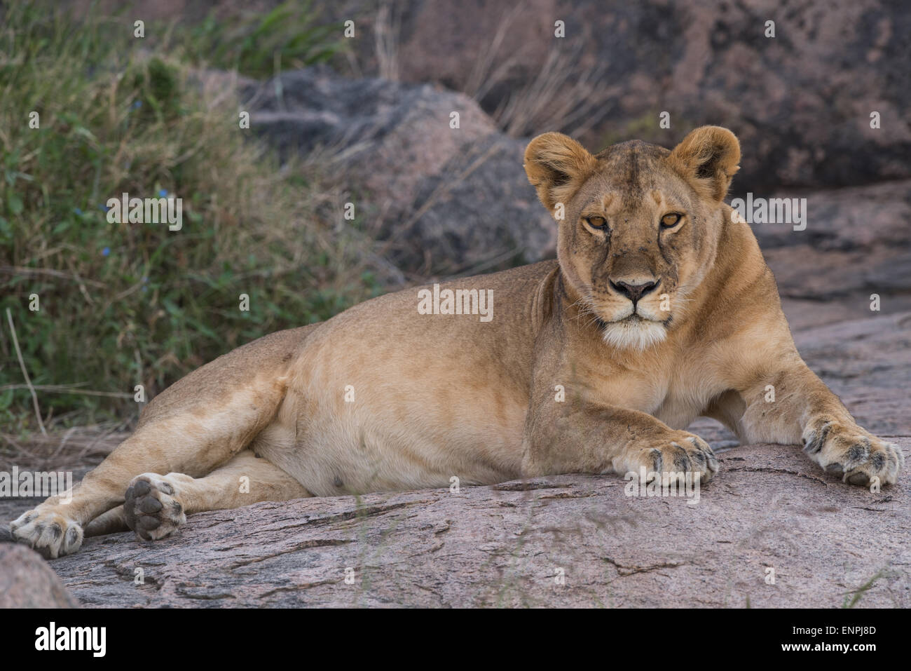 Lioness resting on a rock, Serengeti National Park, Tanzania Stock ...