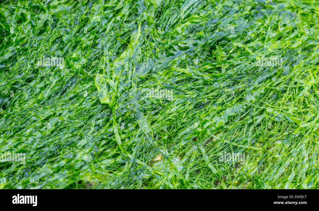 Green seaweed texture hi-res stock photography and images - Alamy