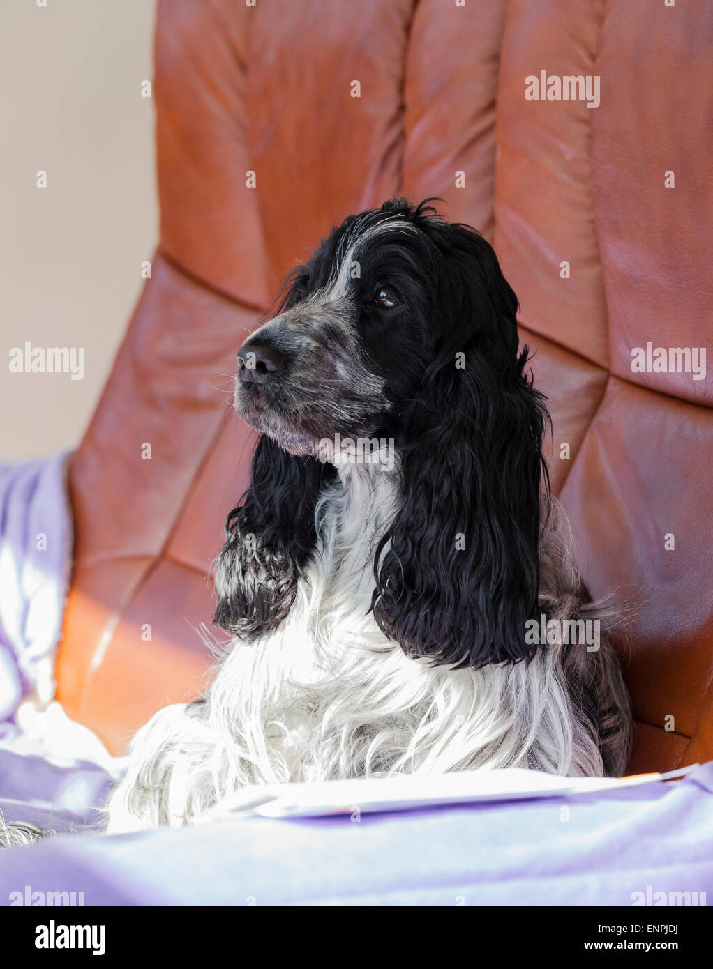 A blue roan cocker spaniel showing her beautiful long ears Stock Photo ...