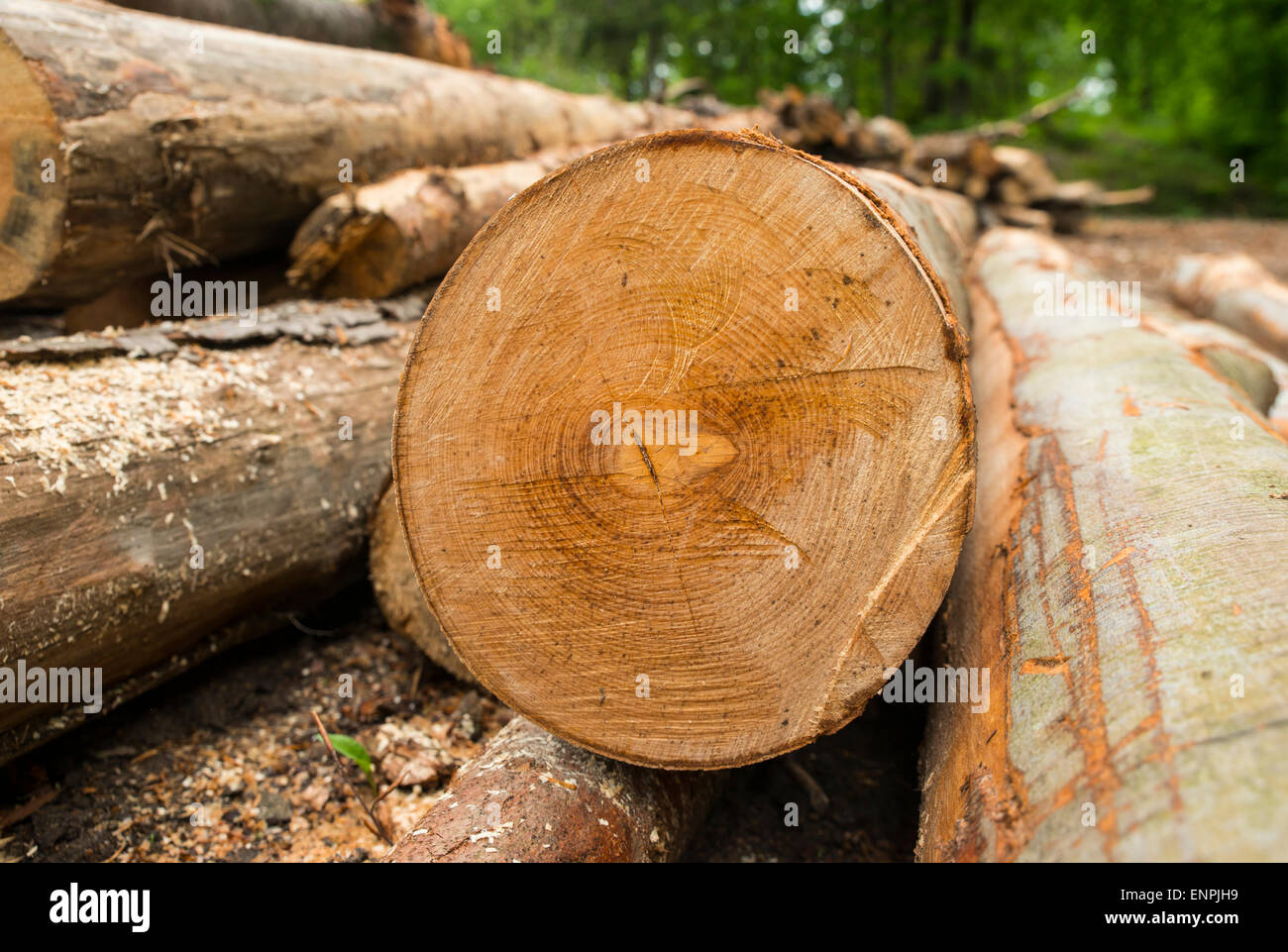 Freshly sawn logs hi-res stock photography and images - Alamy
