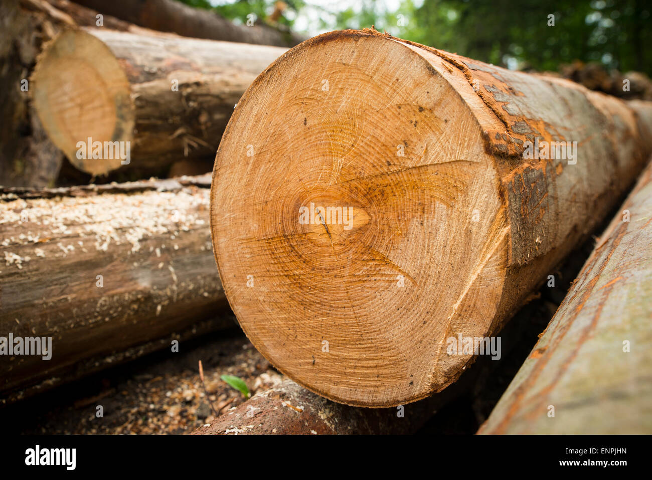 Freshly sawn logs hi-res stock photography and images - Alamy