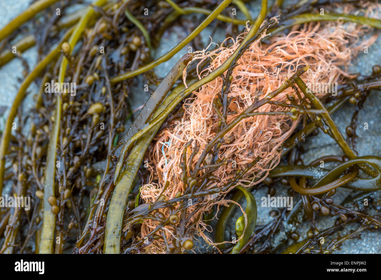 Seaweed underwater uk hi-res stock photography and images - Alamy