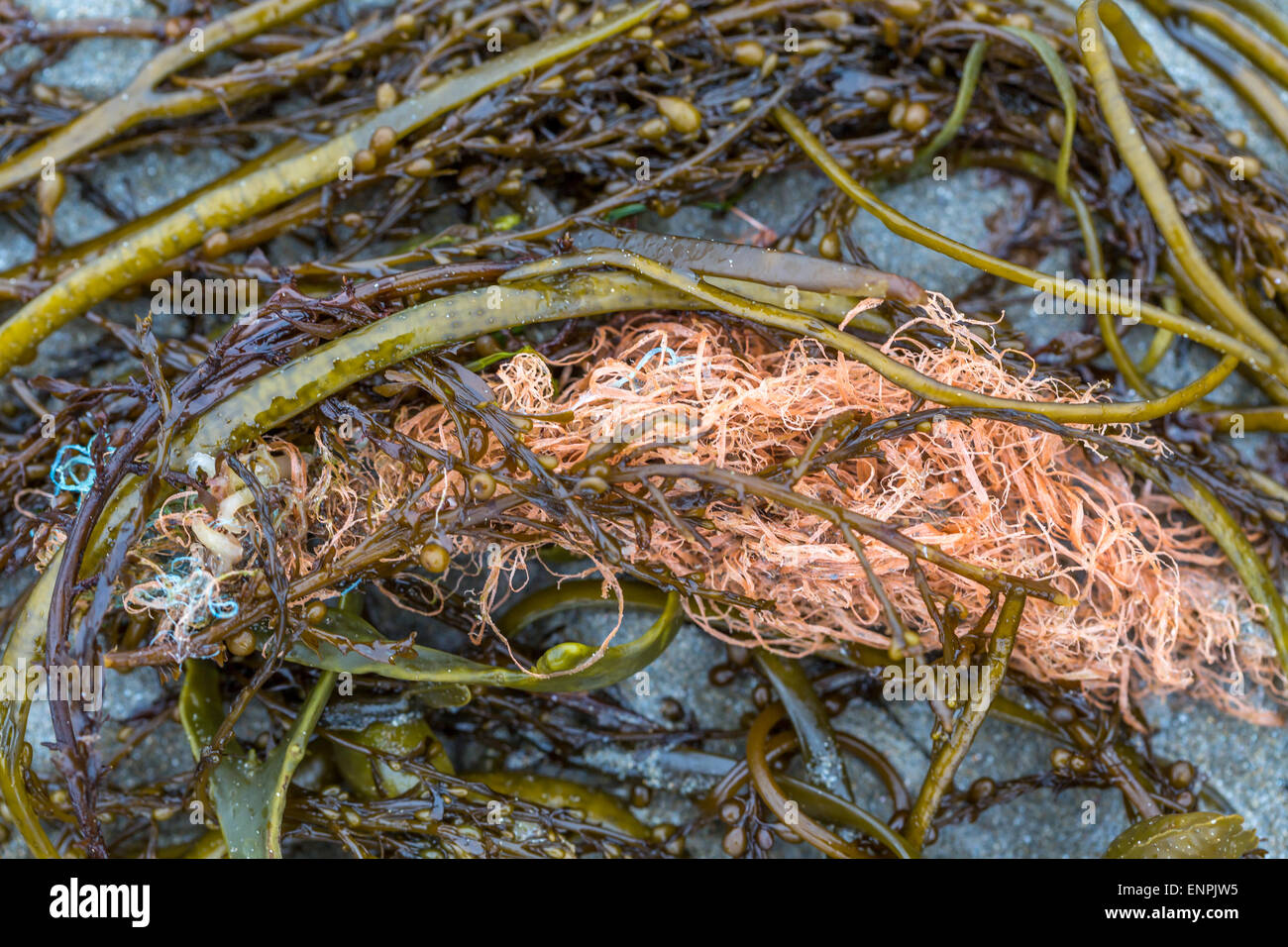 Seaweed underwater uk hi-res stock photography and images - Alamy