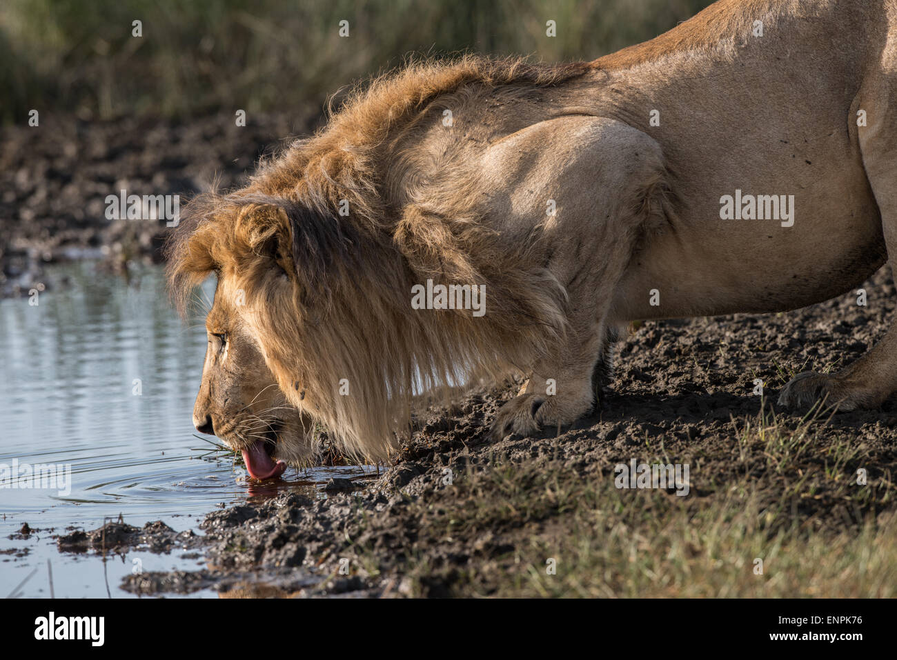 Drinking lion hi-res stock photography and images - Alamy