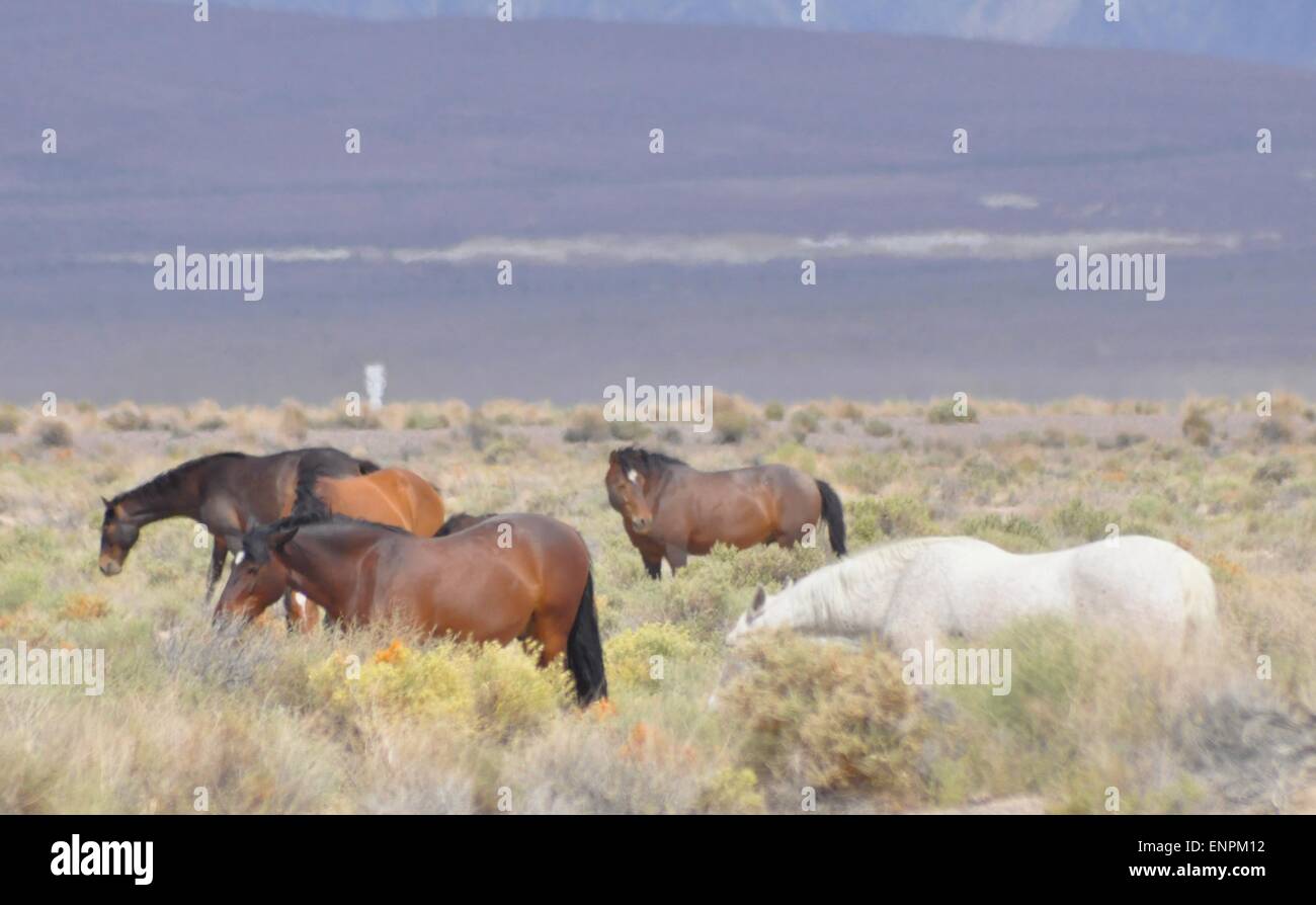 Mustang ranch hi-res stock photography and images - Alamy