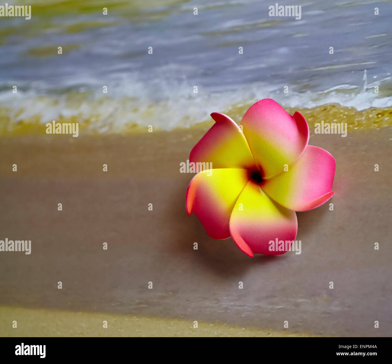 A pink and yellow Hawaiian Flower, Plumeria, laying on sand with waves ...