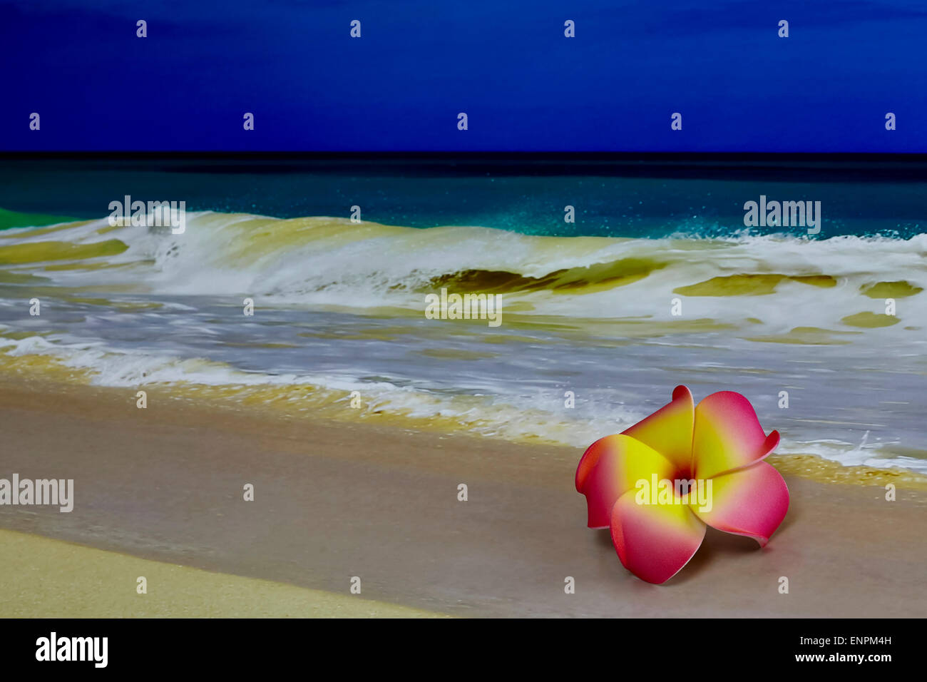 A pink and yellow Hawaiian Flower, Plumeria, laying on sand with waves ...