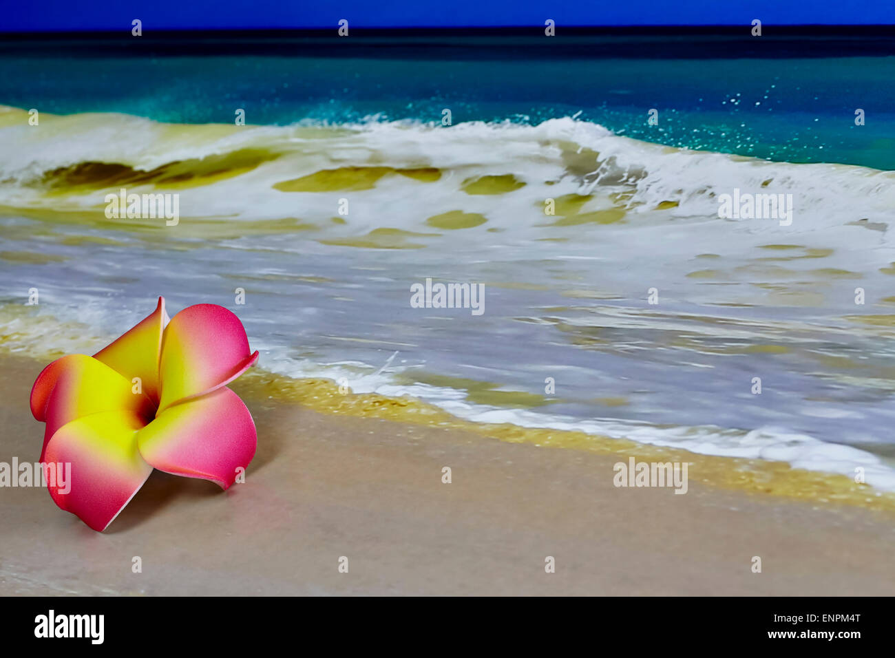 A pink and yellow Hawaiian Flower, Plumeria, laying on sand with waves ...