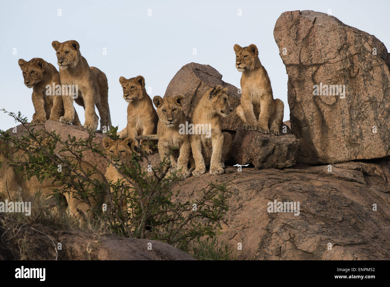Lion cubs on kopjes, Serengeti National Park, Tanzania Stock Photo - Alamy
