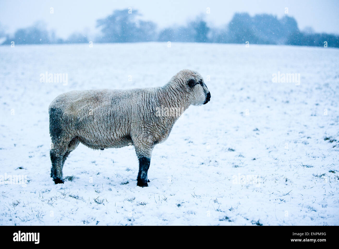 Sheep during a winter snow storm in February. Snowy field village of ...