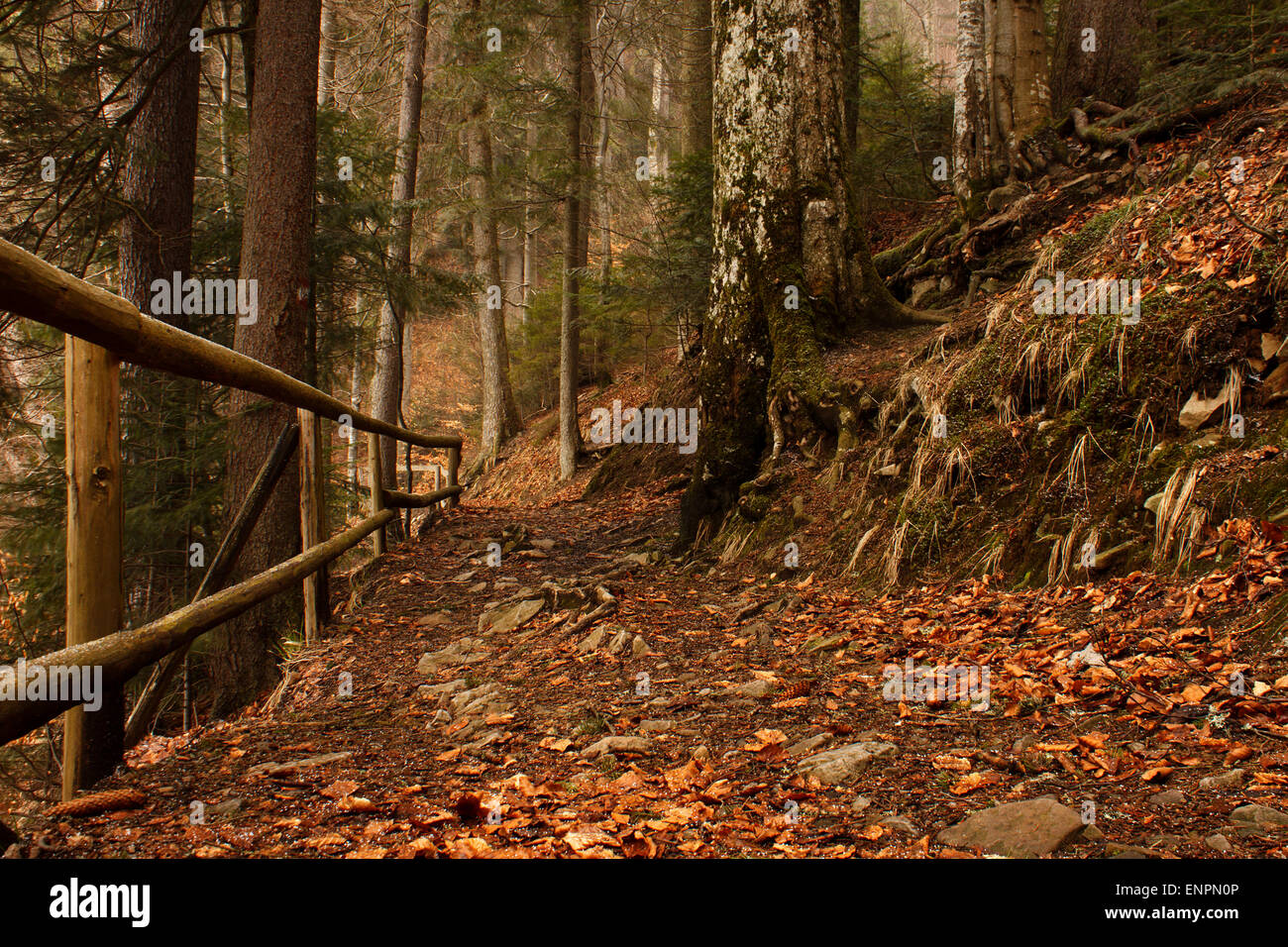 road with fence in forest in mountains Stock Photo - Alamy