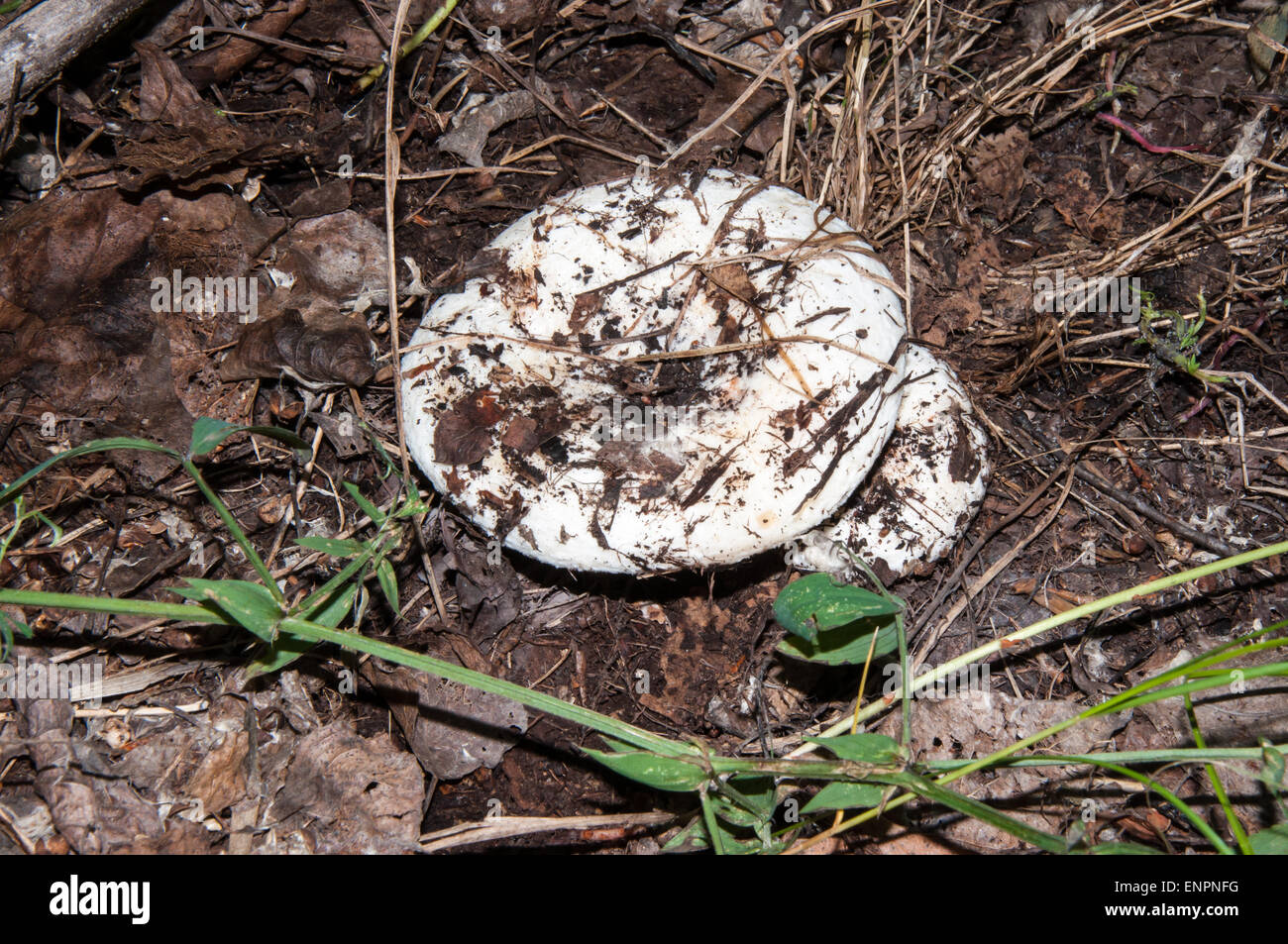 White Lactarius or Lactarius resimus mushroom genus Lactarius family ...