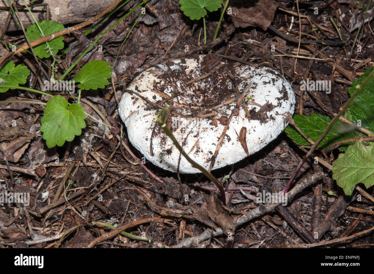 White Lactarius or Lactarius resimus mushroom genus Lactarius family ...